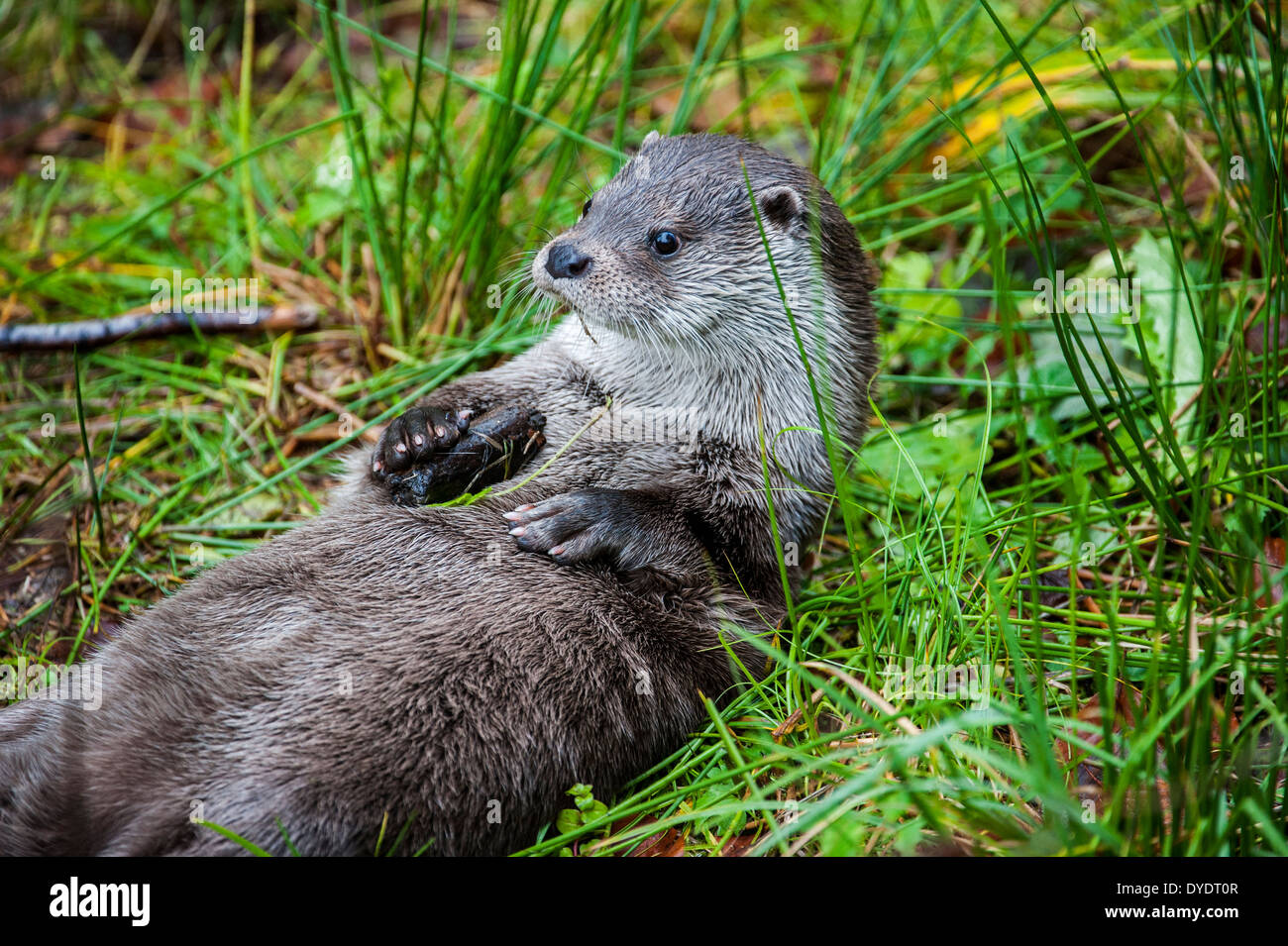 European River Otter (Lutra lutra) lying on its back on riverbank Stock ...