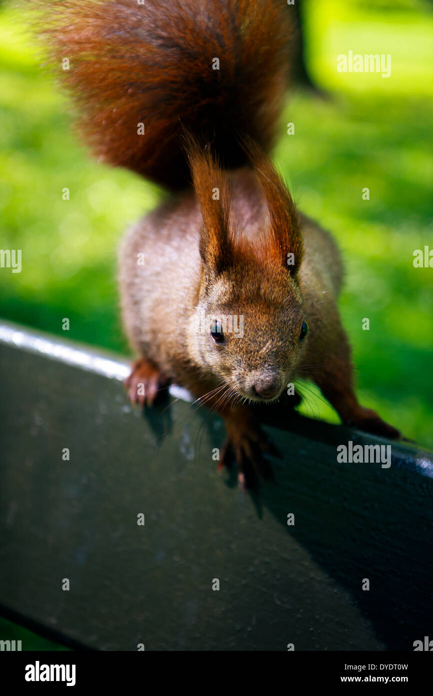 Squirrel on the bench Stock Photo - Alamy