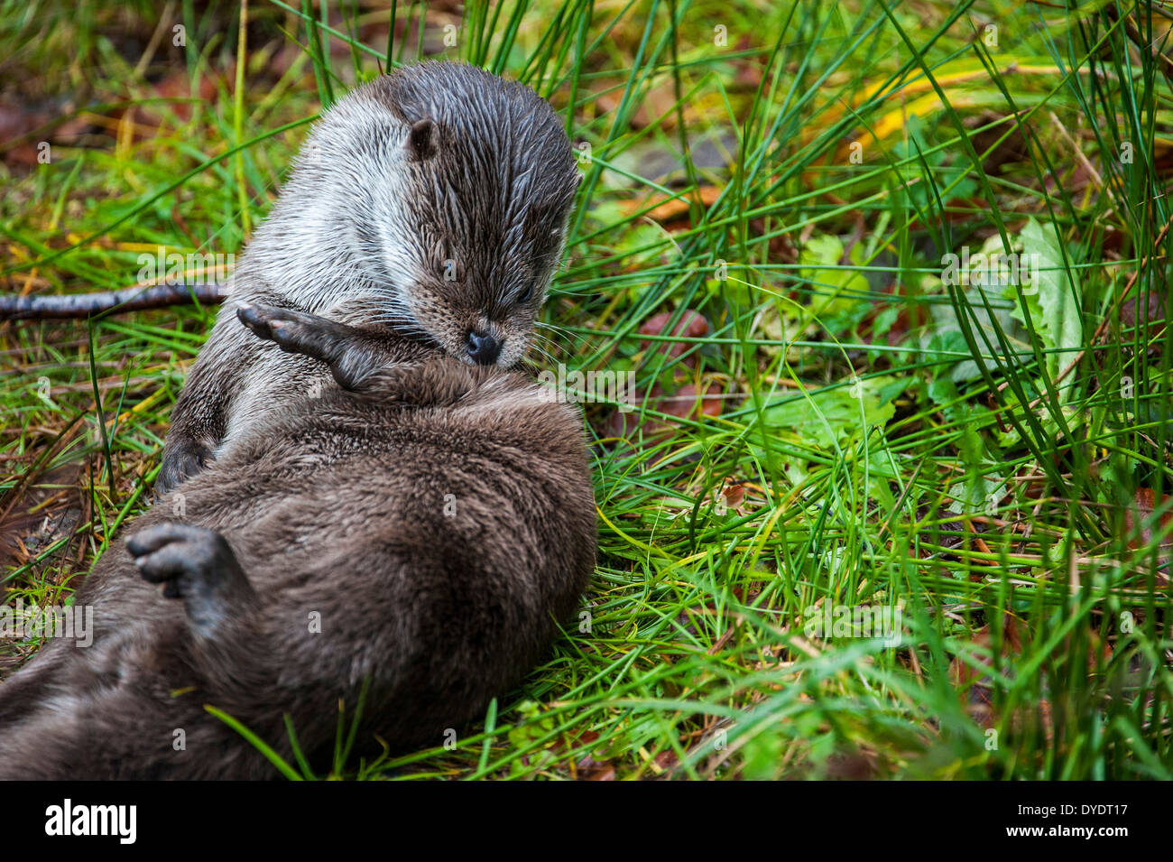 European River Otter (Lutra lutra) on riverbank lying on its back while ...