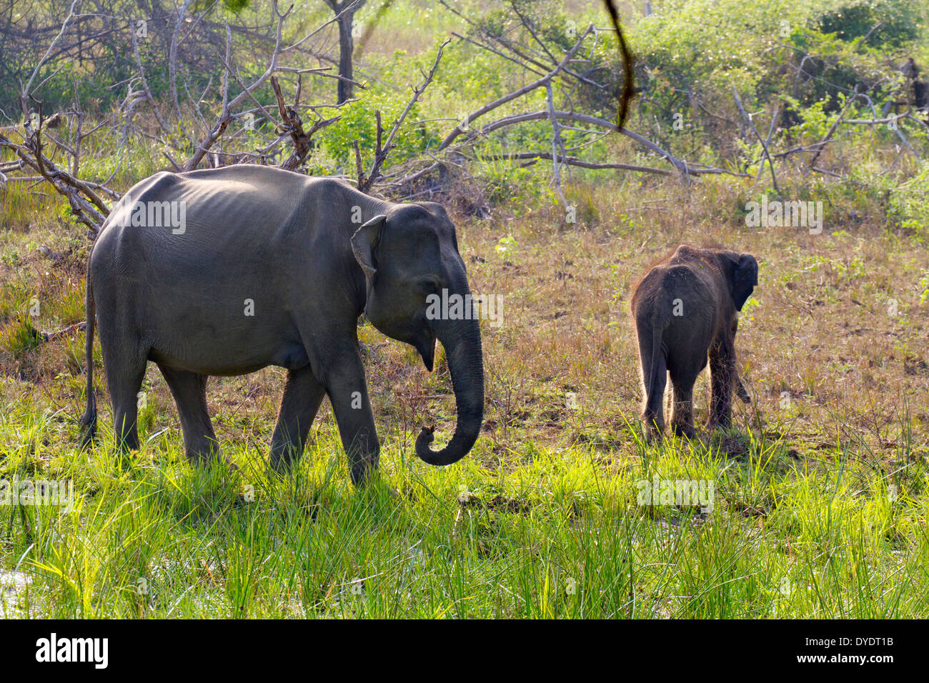 Wild Elephants in Yala National Park, Sri Lanka 21 Stock Photo - Alamy