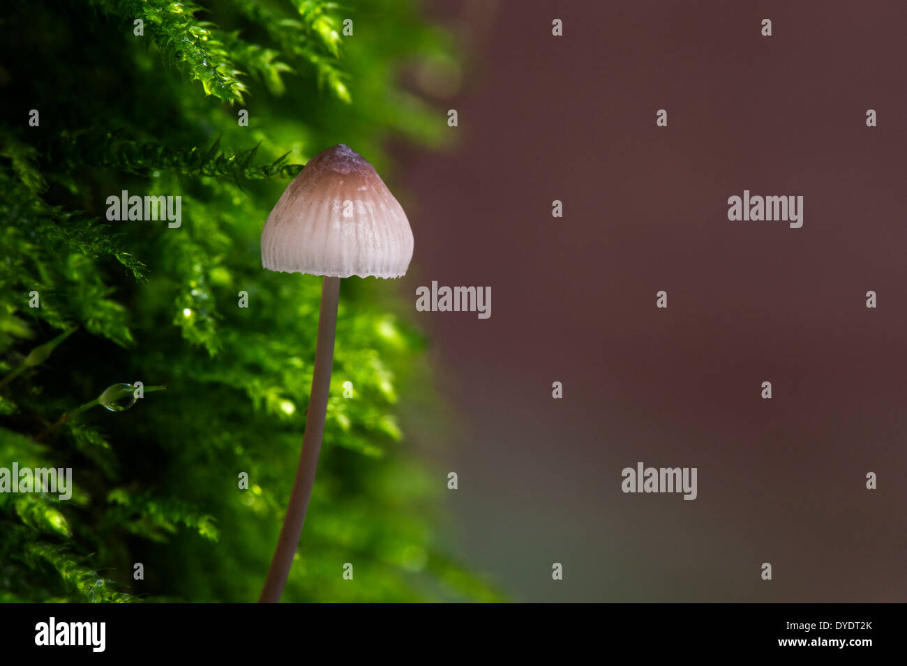 Bleeding mycena / Bleeding fairy helmet / Burgundydrop bonnet (Mycena ...