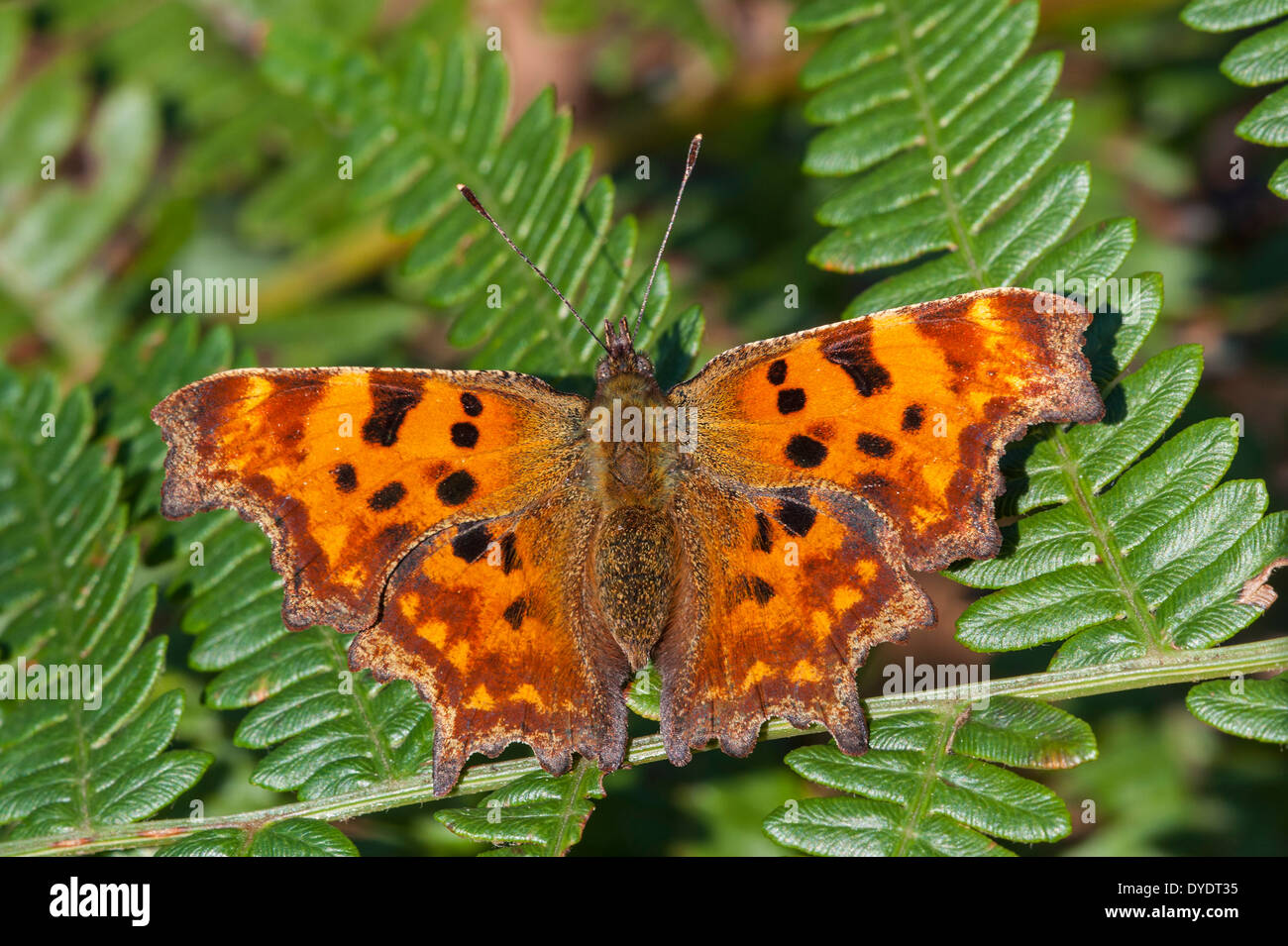 Comma butterfly (Polygonia c-album) sunning on fern with wings spread ...