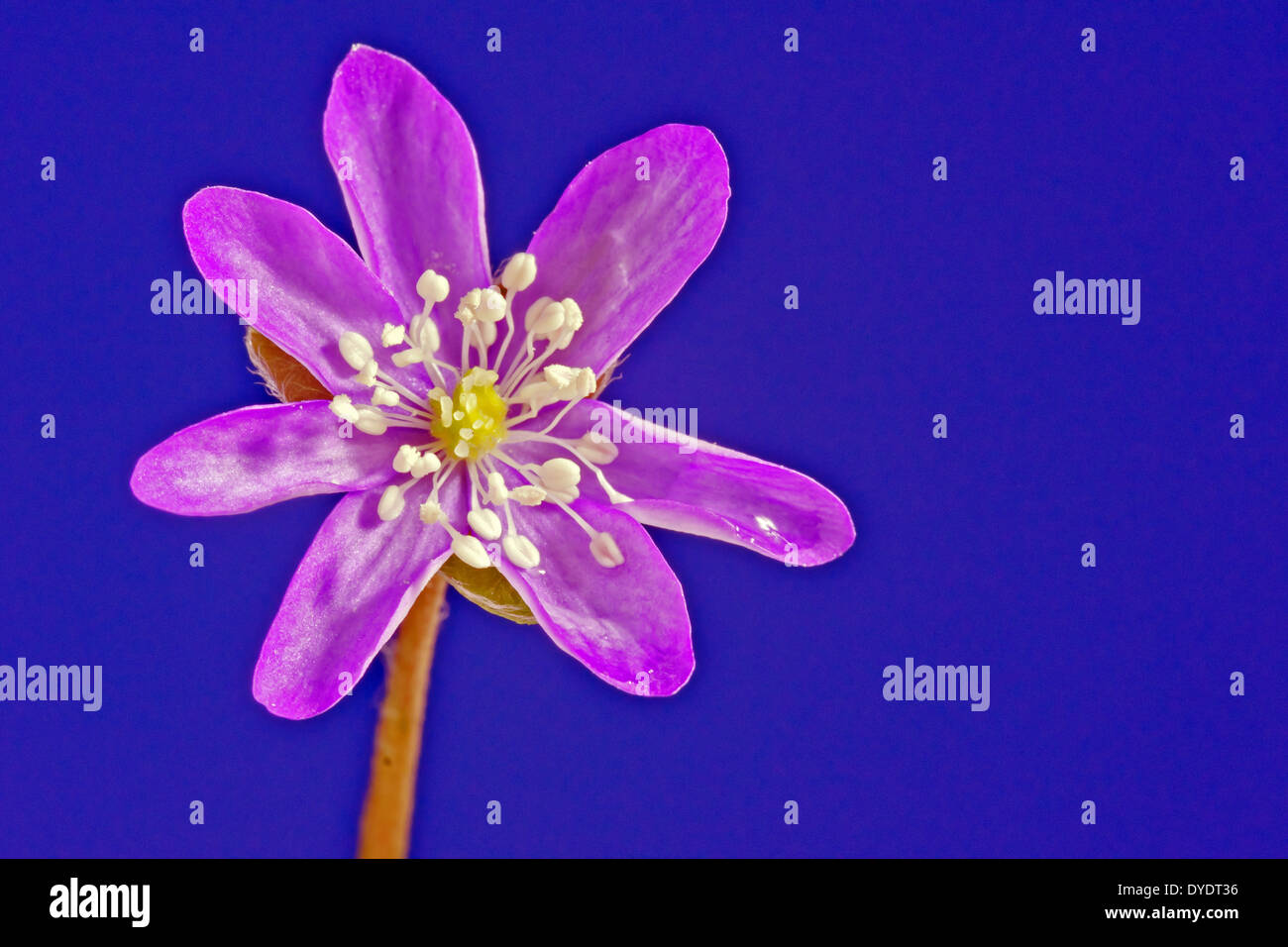 Liverwort flower hi-res stock photography and images - Alamy