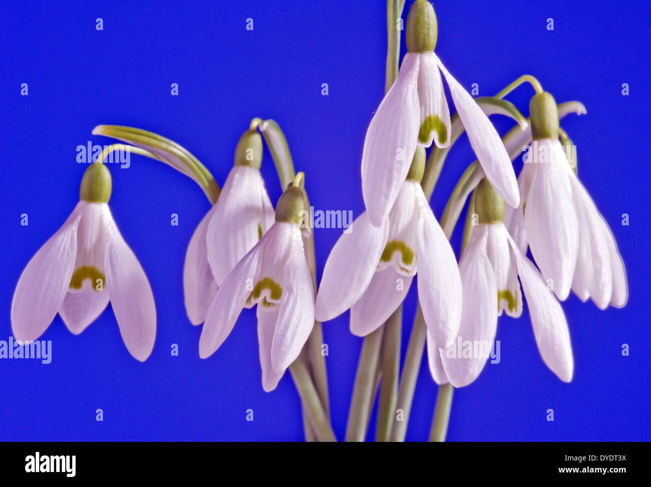 white common snowdrop flower on blue background Stock Photo - Alamy