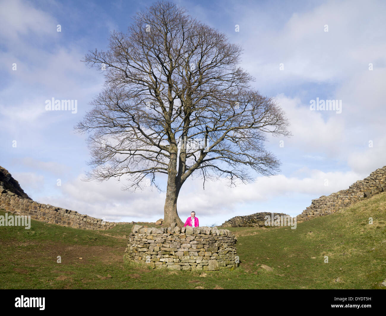 Sycamore Gap aka Robin Hood's Tree on Hadrian's Wall, a Roman defensive ...