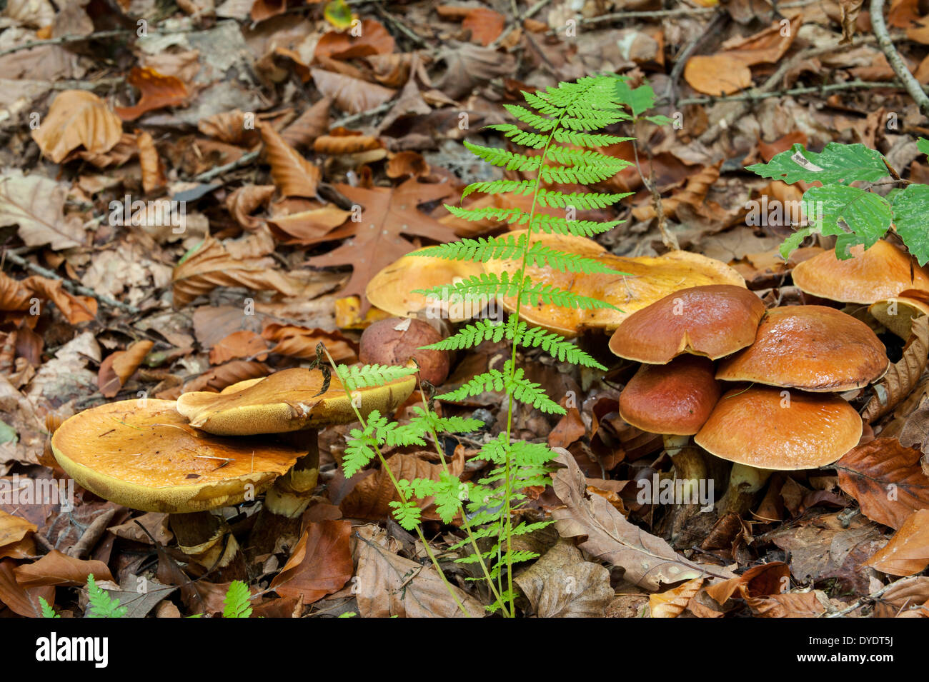 Fungi suillus bovinus hi-res stock photography and images - Alamy