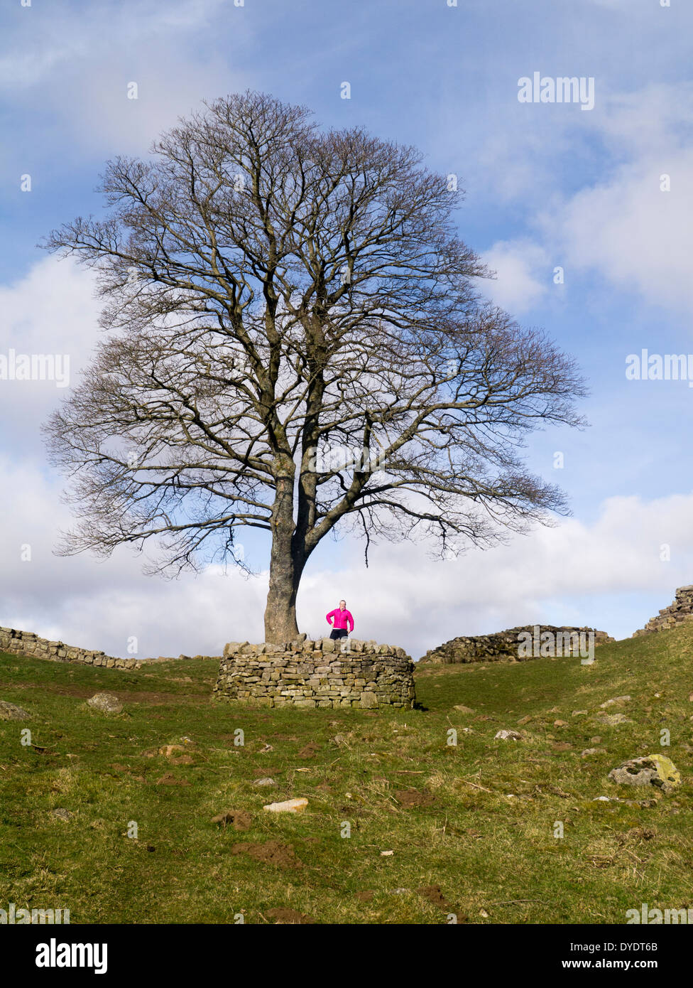 Sycamore Gap aka Robin Hood's Tree on Hadrian's Wall, a Roman defensive ...