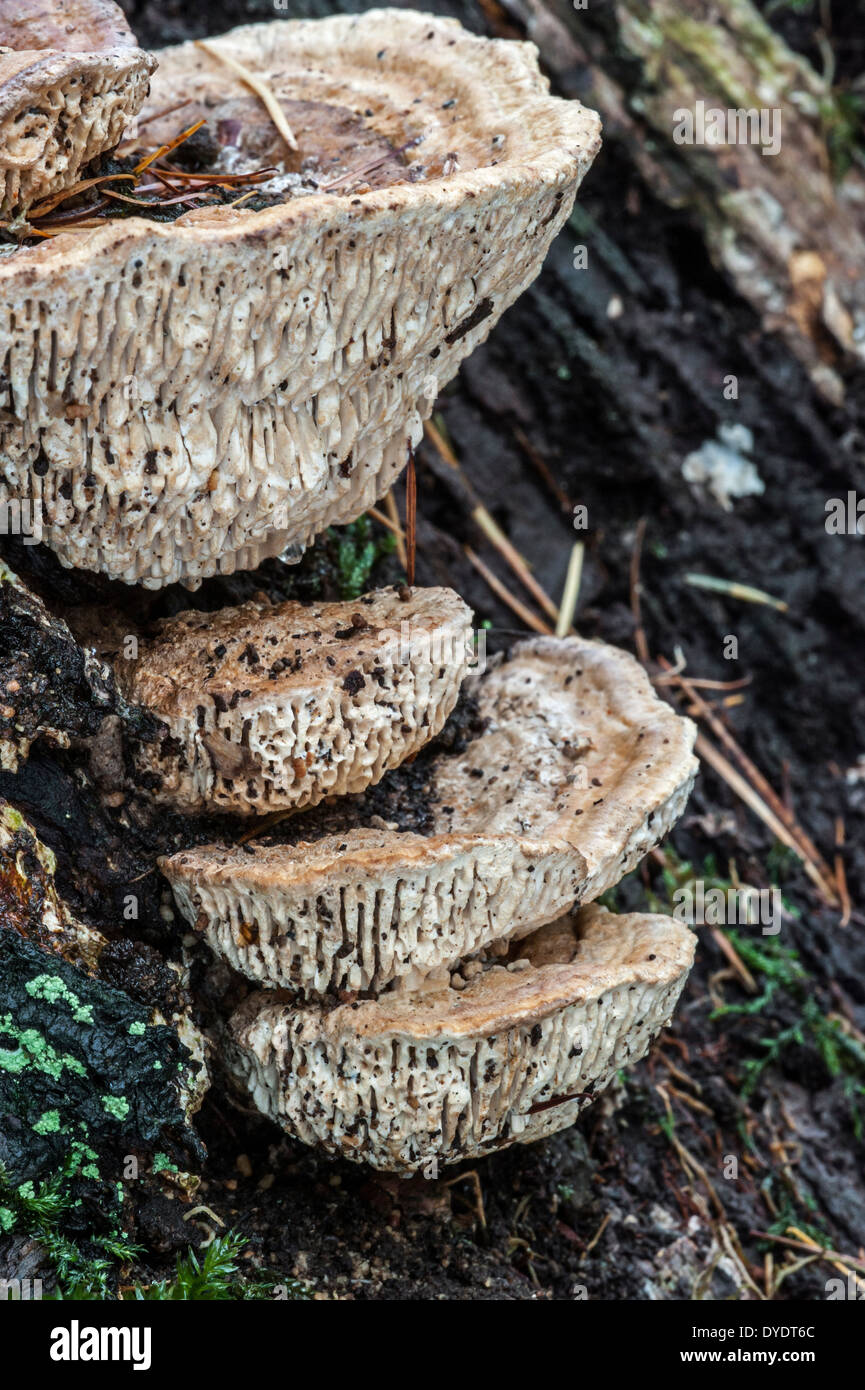 Oak mazegill / maze-gill fungus (Daedalea quercina) growing on rotten ...