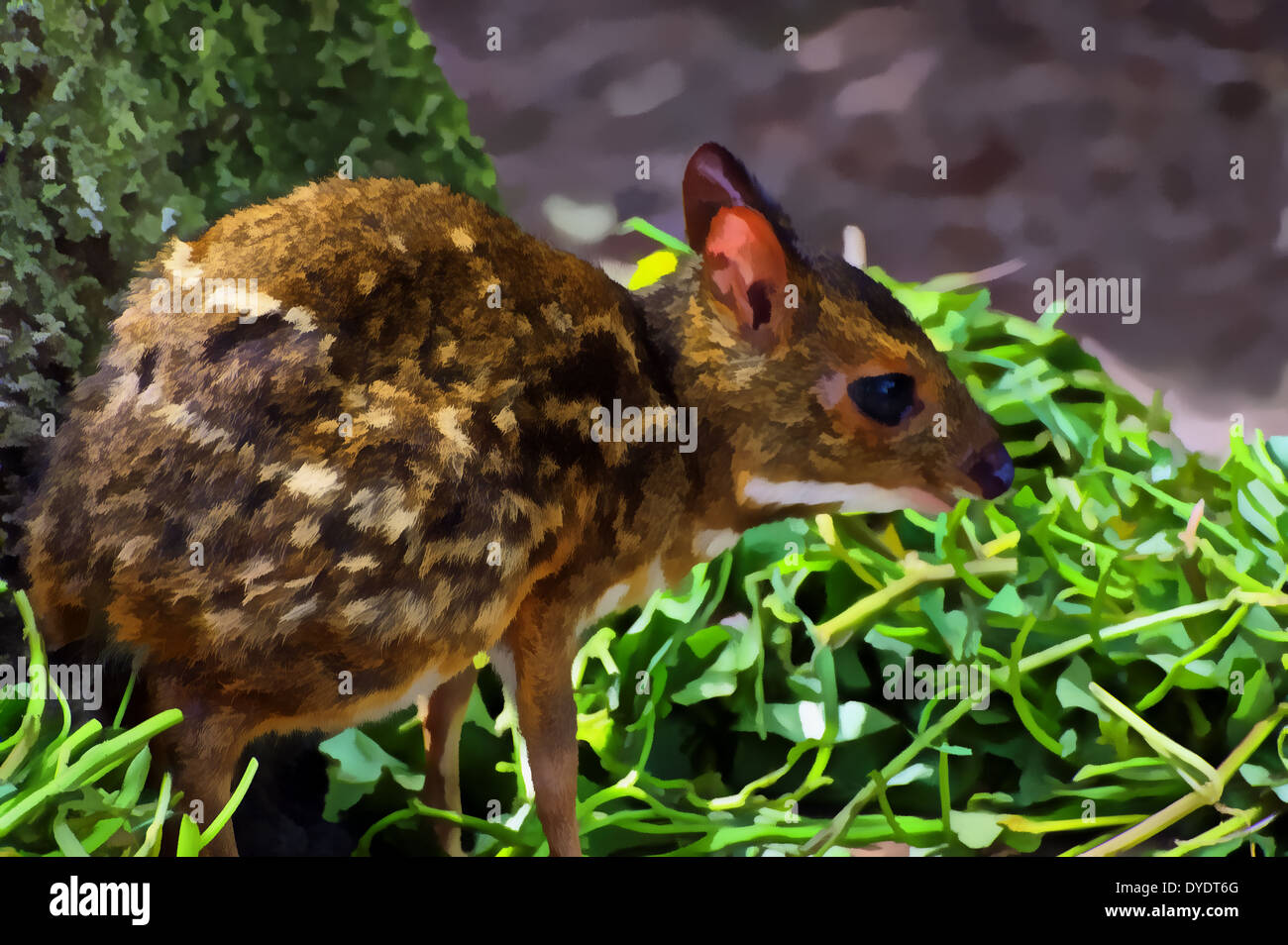 Neotragus hi-res stock photography and images - Alamy