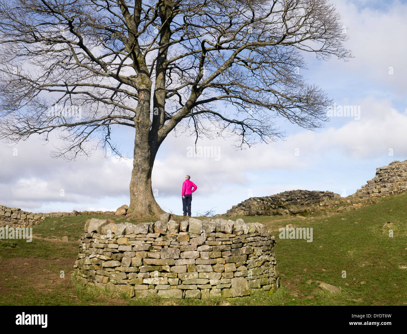 Sycamore Gap aka Robin Hood's Tree on Hadrian's Wall, a Roman defensive ...