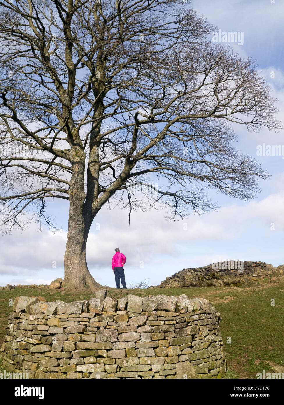 Sycamore Gap aka Robin Hood's Tree on Hadrian's Wall, a Roman defensive ...