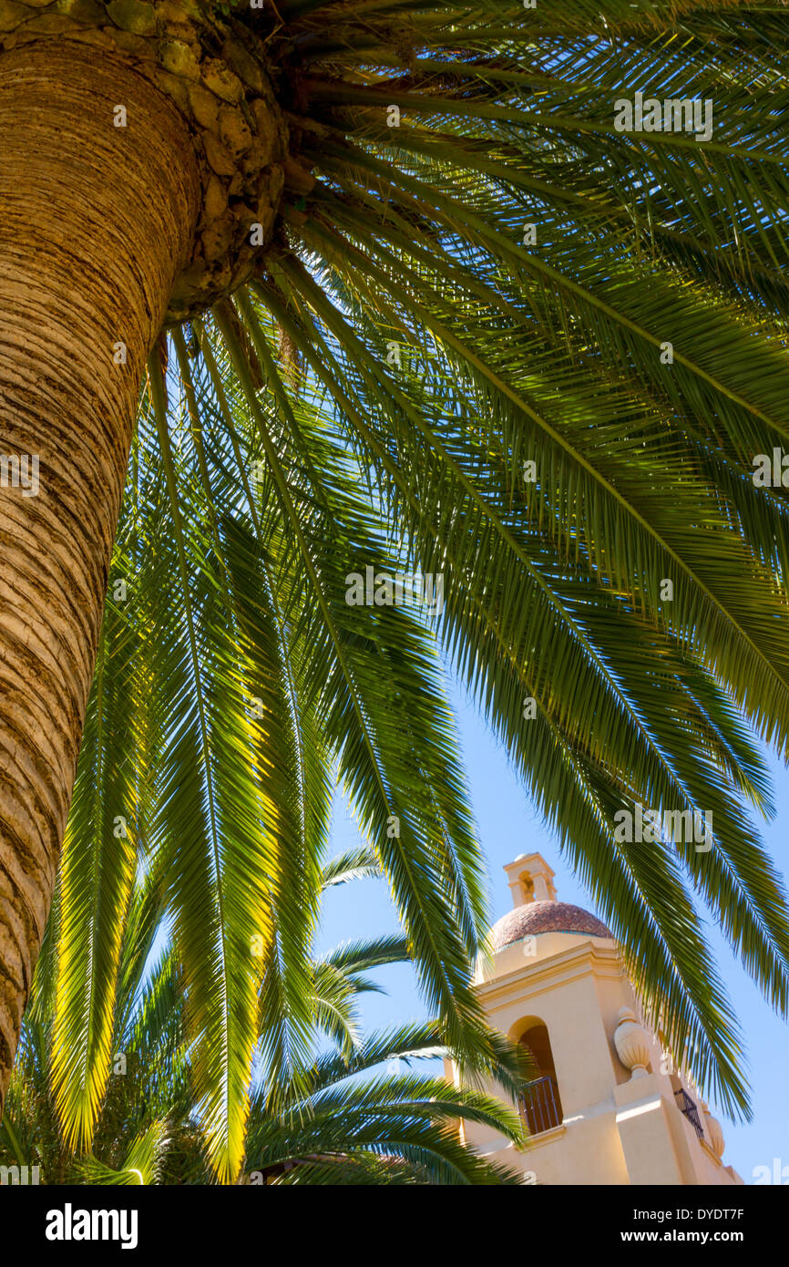 Dome of Stanford Old Union building peeking between fronds of palm tree ...