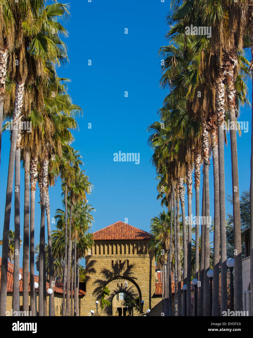 Shadows of palm trees hi-res stock photography and images - Alamy