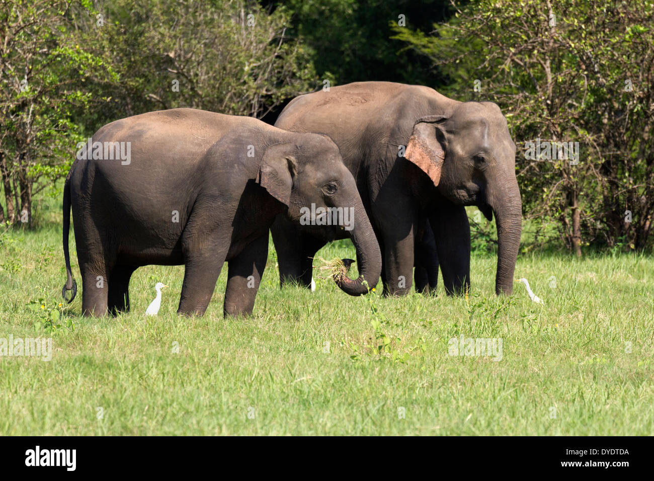 Wild Elephants in Yala National Park, Sri Lanka 10 Stock Photo - Alamy