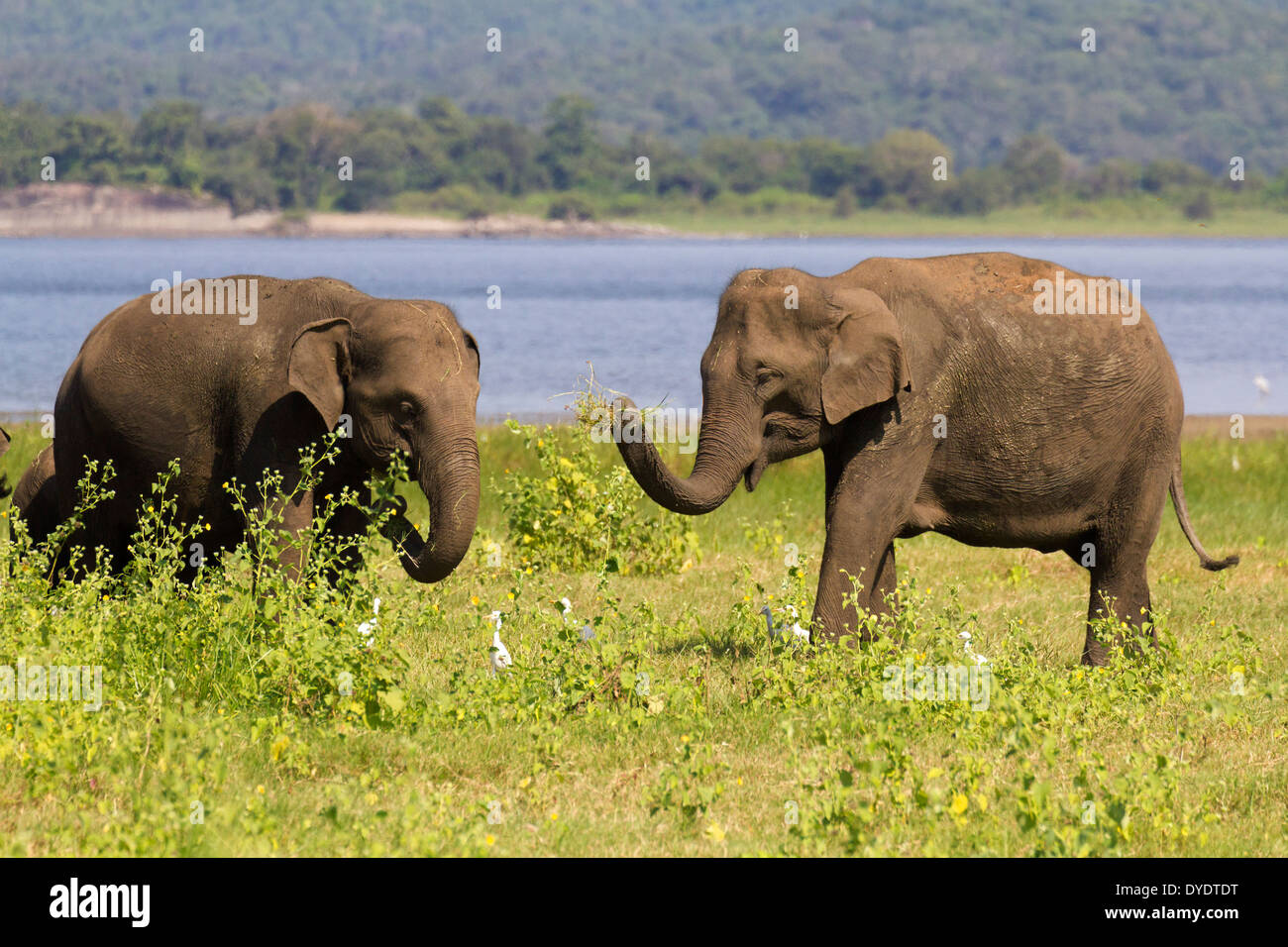 Wild Elephants in Yala National Park, Sri Lanka 9 Stock Photo - Alamy