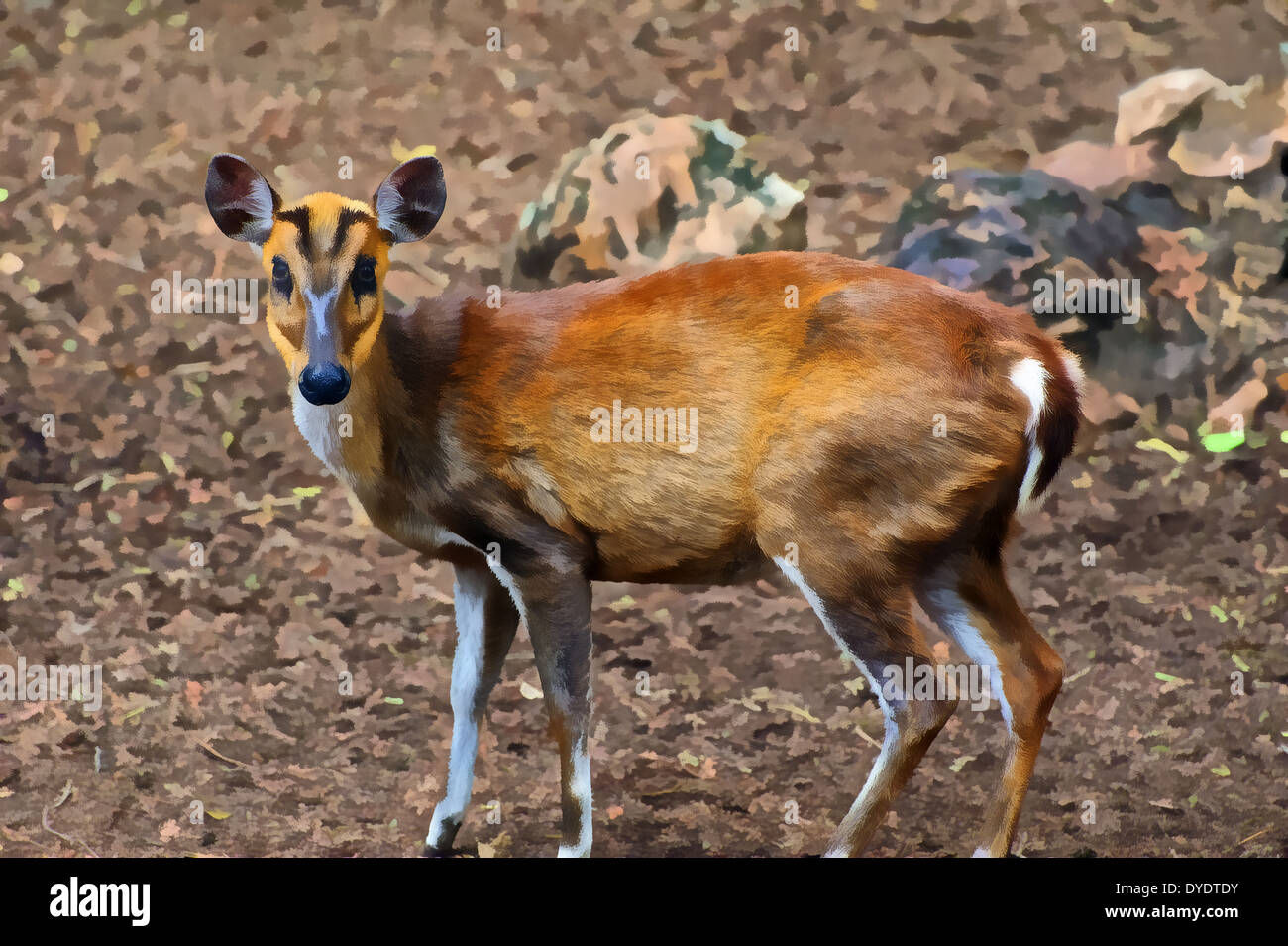 Goat Marsh Image High Resolution Stock Photography and Images - Alamy