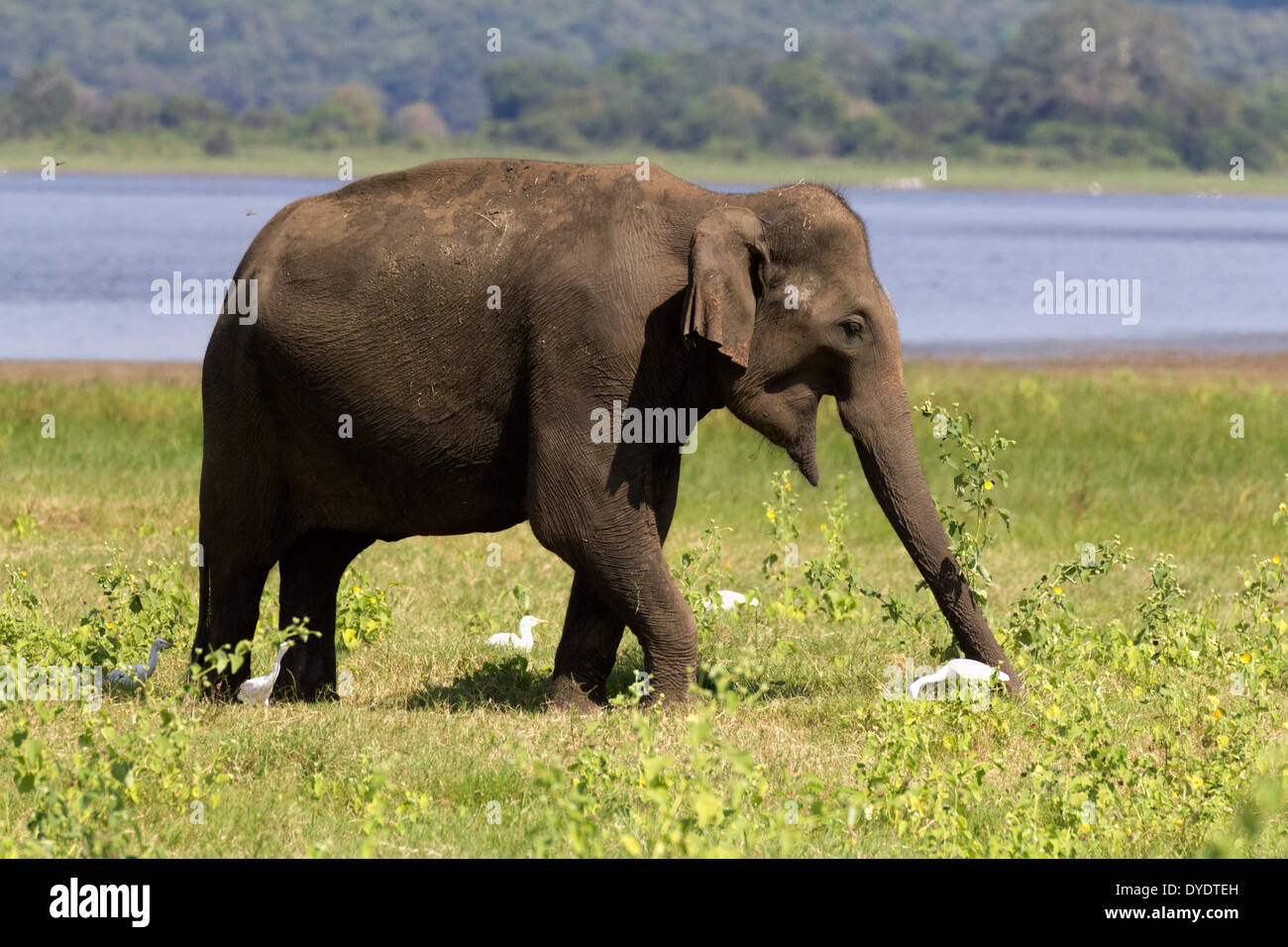 Wild Elephants in Yala National Park, Sri Lanka 8 Stock Photo - Alamy