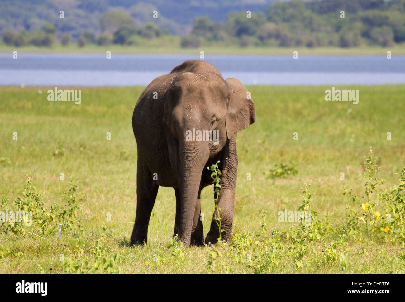Wild Elephants in Yala National Park, Sri Lanka 7 Stock Photo - Alamy
