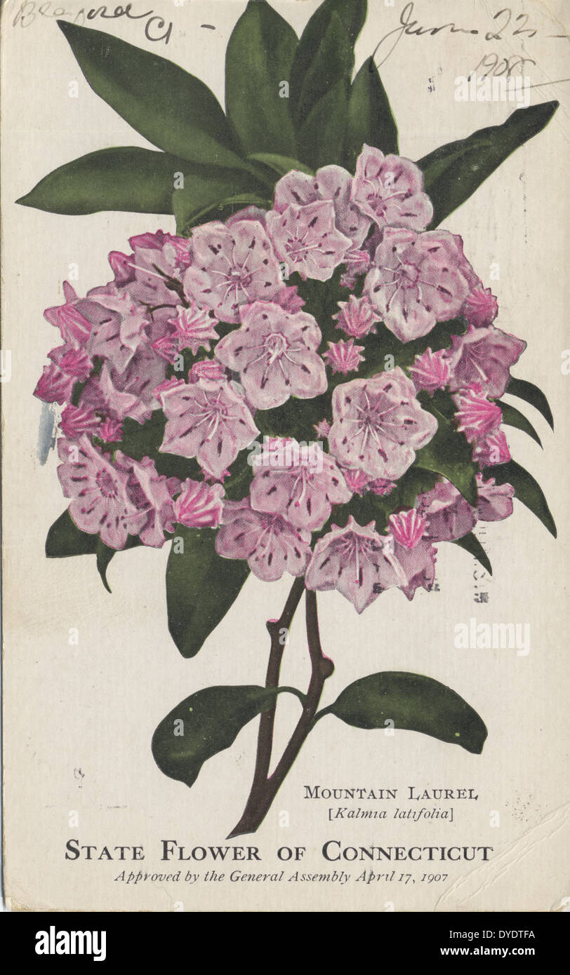 State flower of connecticut hi-res stock photography and images - Alamy