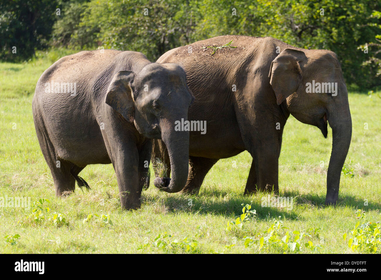 Wild Elephants in Yala National Park, Sri Lanka 6 Stock Photo - Alamy