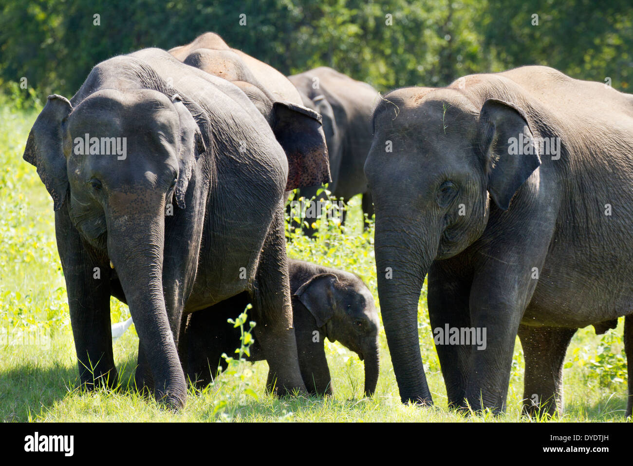 Wild Elephants in Yala National Park, Sri Lanka 3 Stock Photo - Alamy