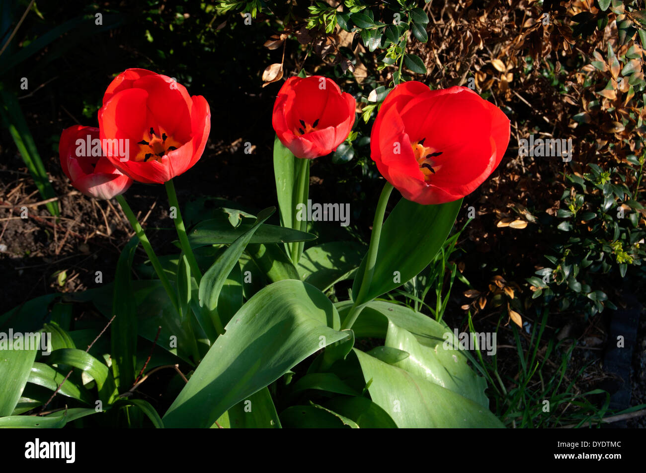 Garden Catalogue Uk High Resolution Stock Photography and Images - Alamy