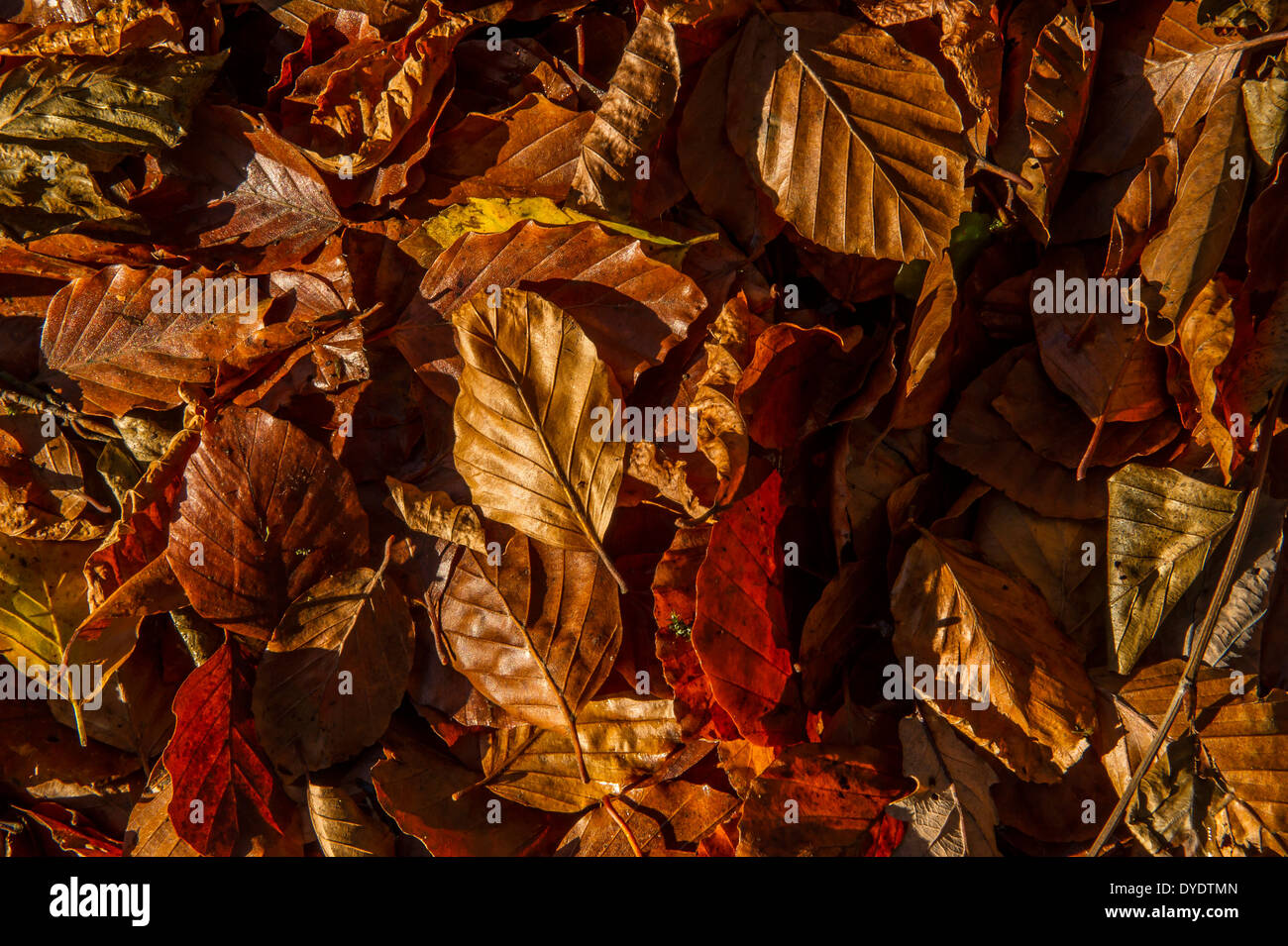 Old fallen beech hi-res stock photography and images - Alamy
