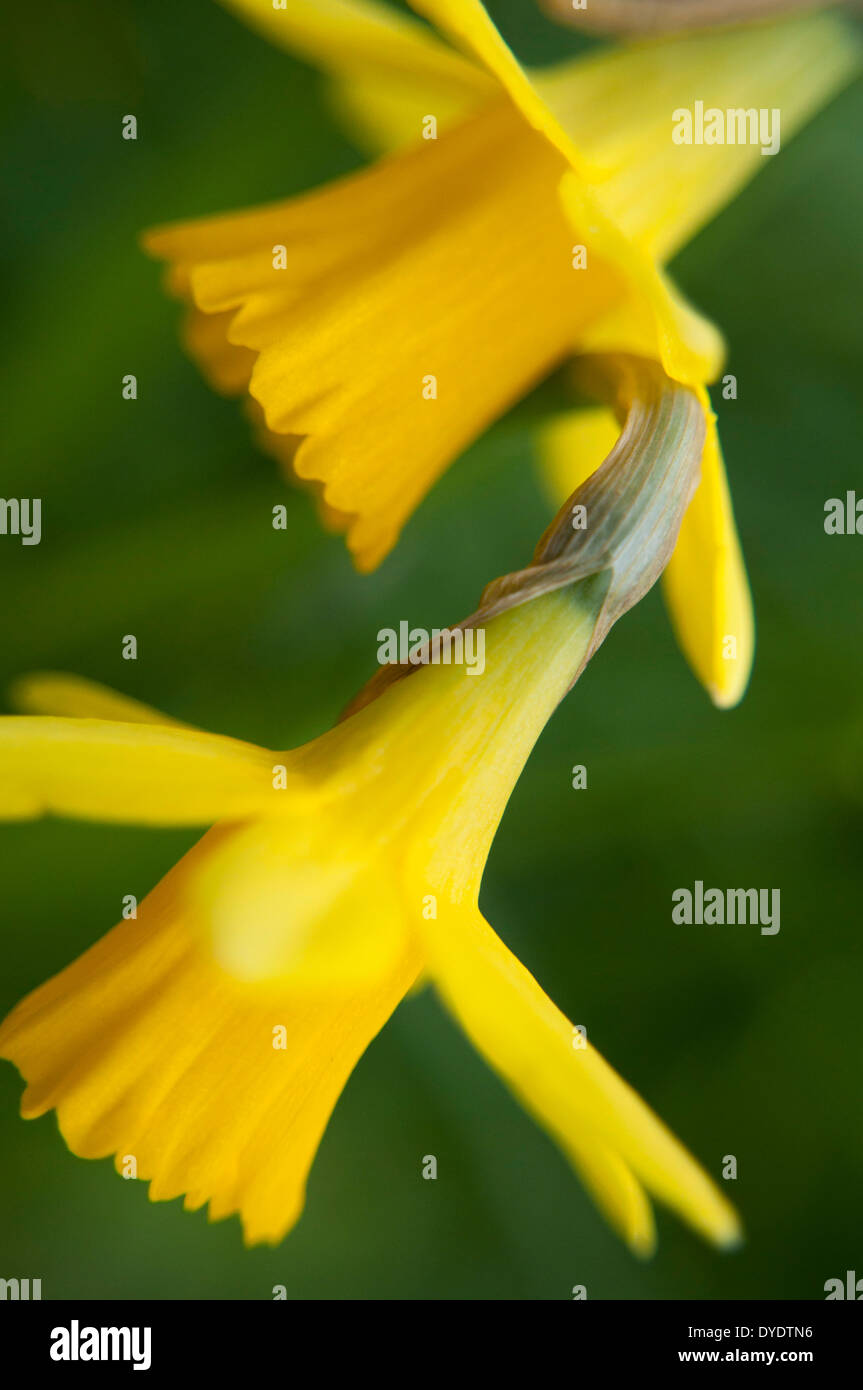 Yellow flowering bulbs hi-res stock photography and images - Alamy