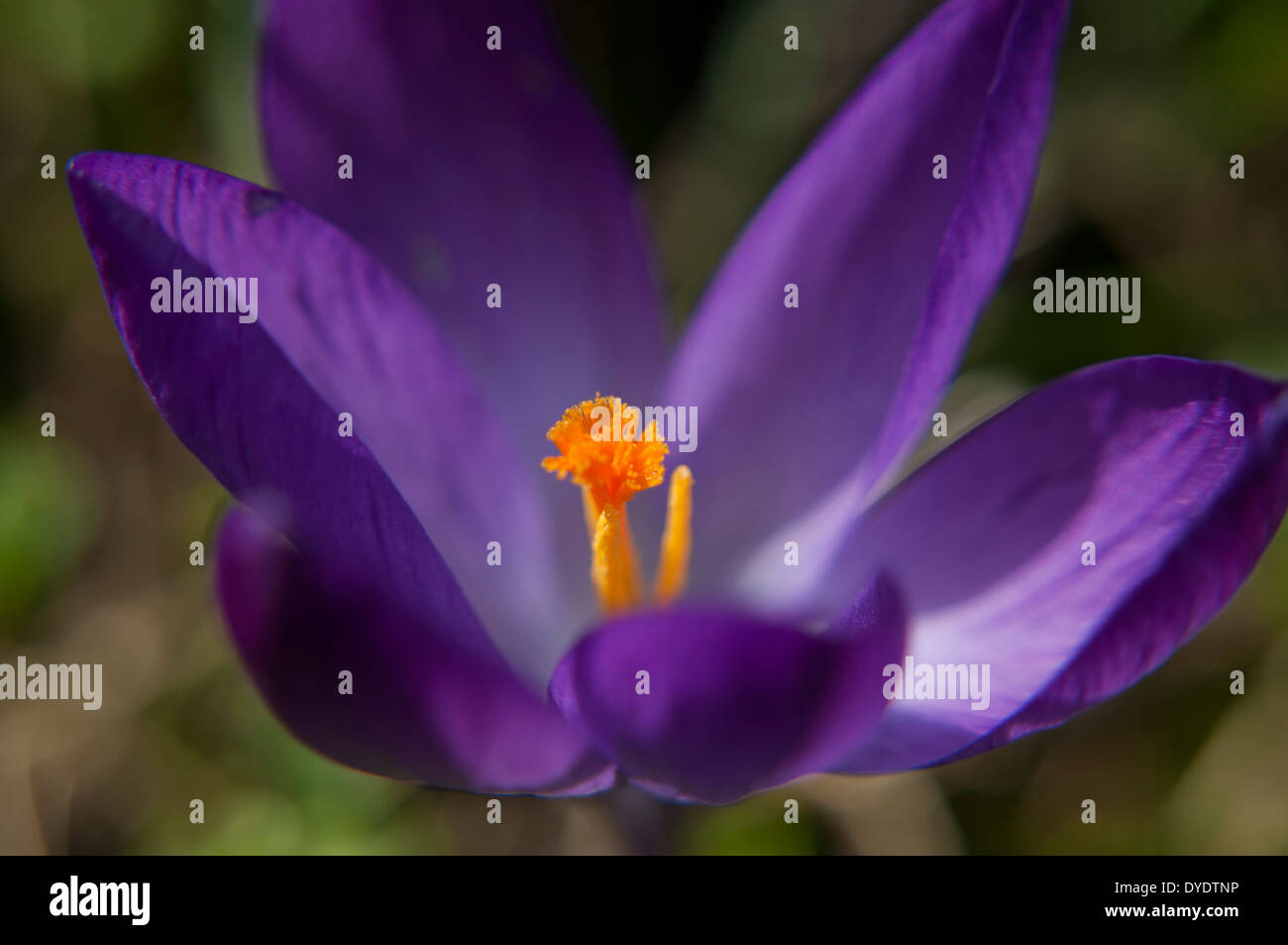 Deep purple colour hi-res stock photography and images - Alamy