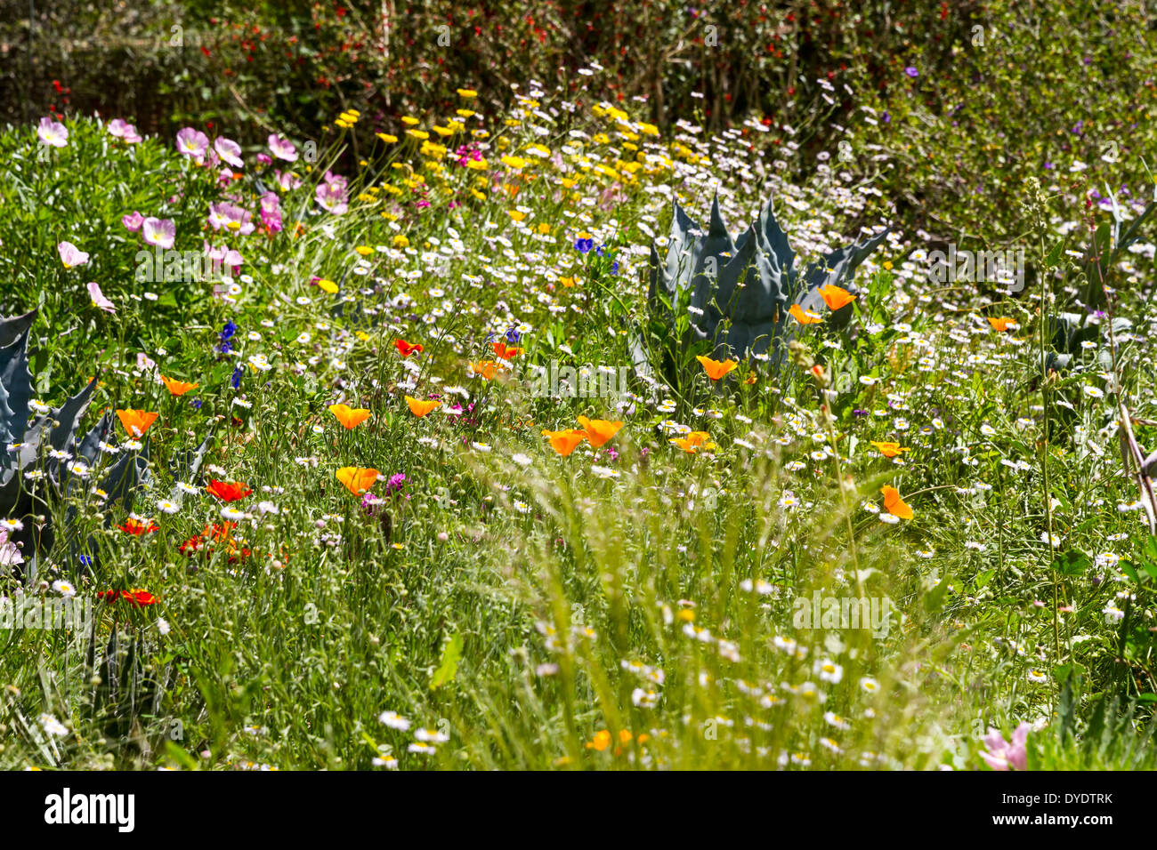 Spring flowers, Desert Botanical Gardens, Phoenix, Arizona, USA Stock ...