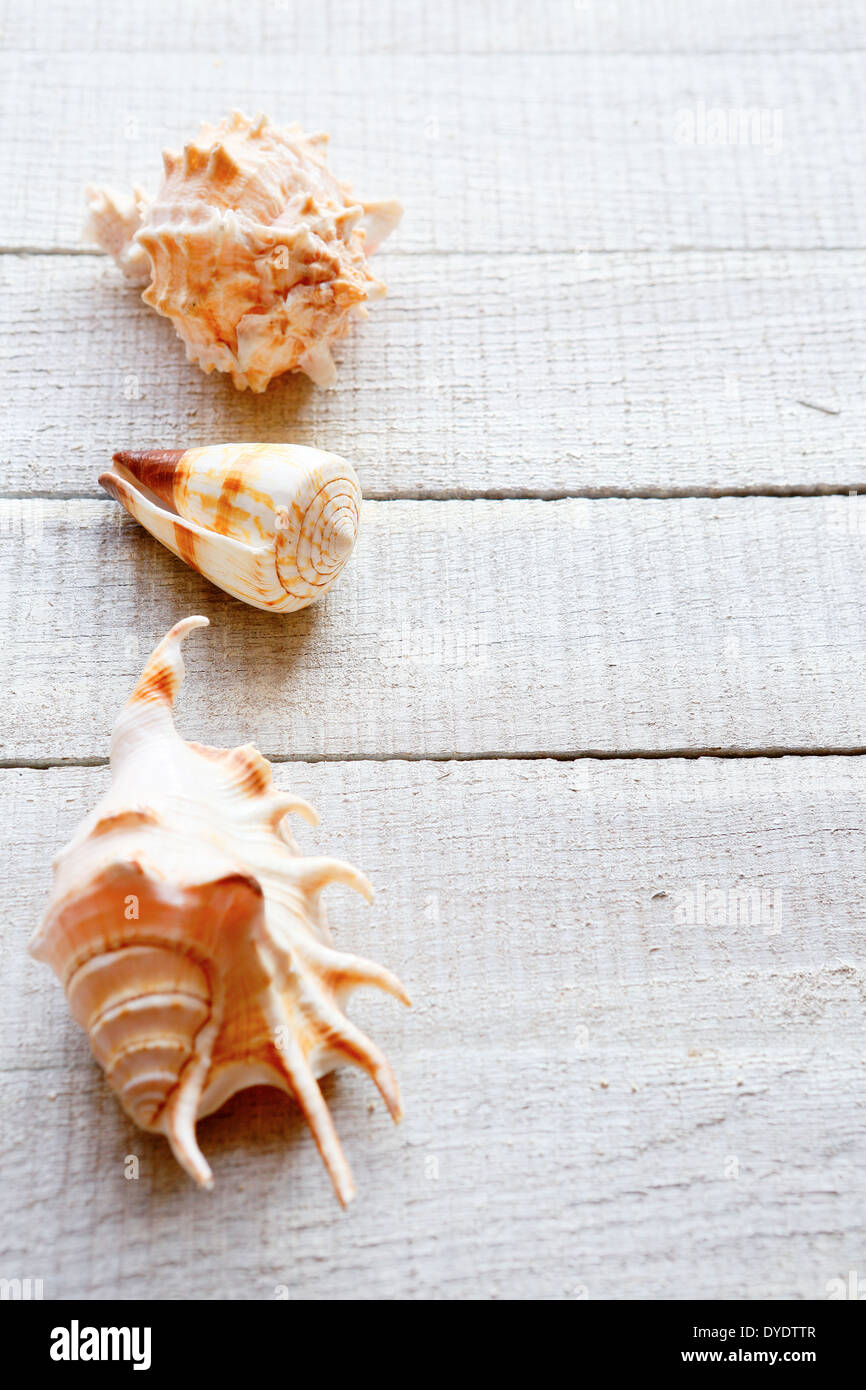 three seashells on the boards, wooden Stock Photo - Alamy