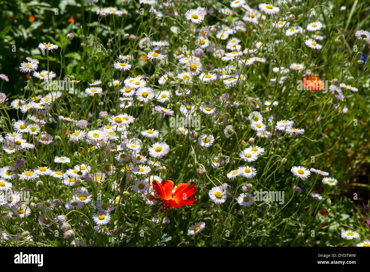 Spring flowers, Desert Botanical Gardens, Phoenix, Arizona, USA Stock ...