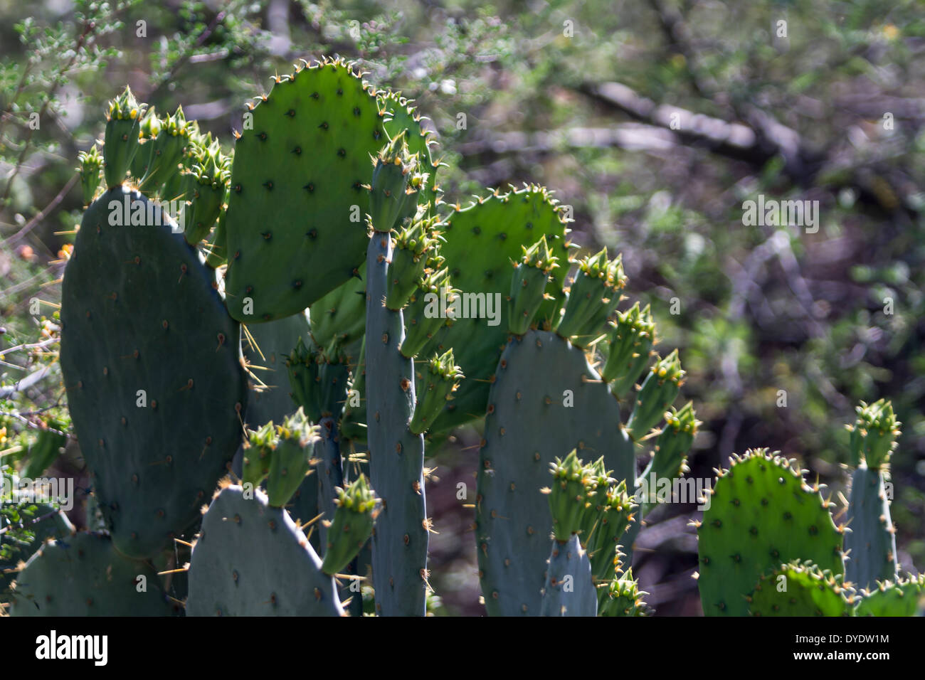 Rio Grande Prickly-pear, Desert Botanical Gardens, Phoenix, Arizona ...