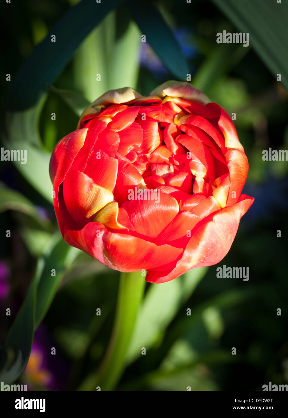 Blossom of a red tulip hi-res stock photography and images - Alamy
