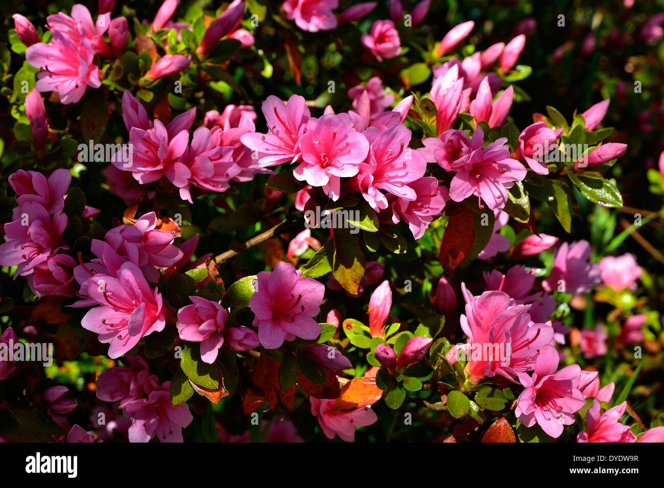 Evergreen japanese azalea hi-res stock photography and images - Alamy