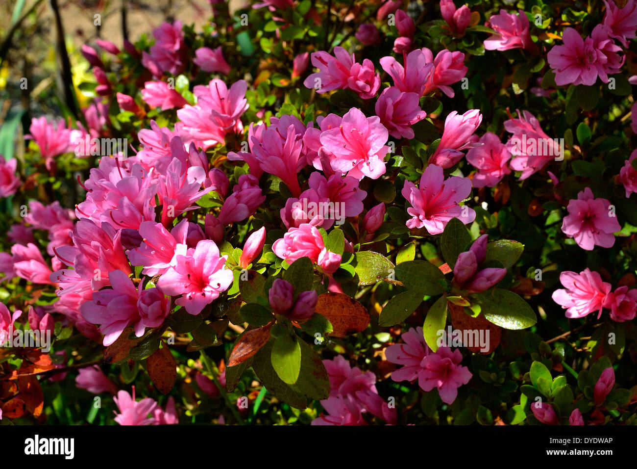 Azalee japonica hi-res stock photography and images - Alamy