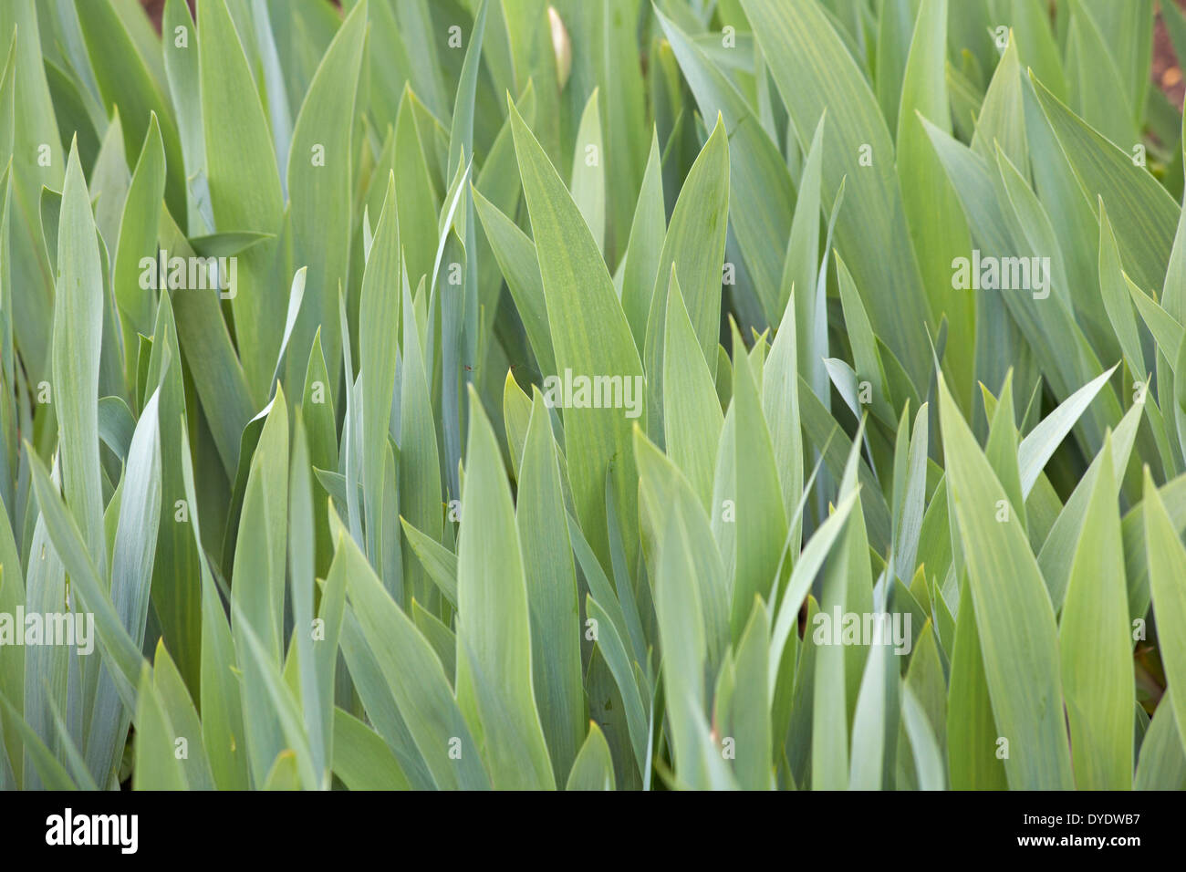 Iris leaves hi-res stock photography and images - Alamy