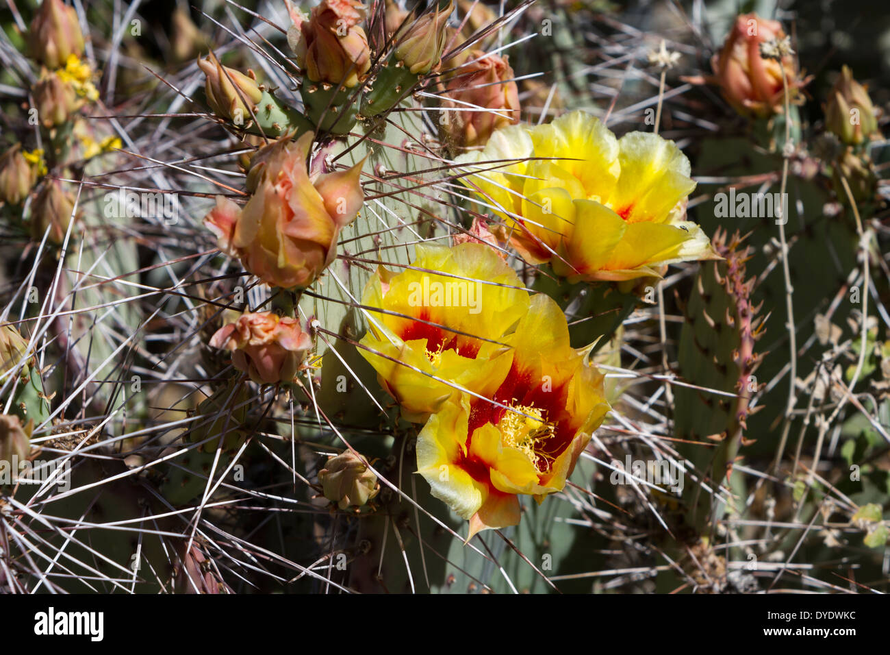 Pricklypear flowering, Desert Botanical Gardens, Phoenix, Arizona, USA ...