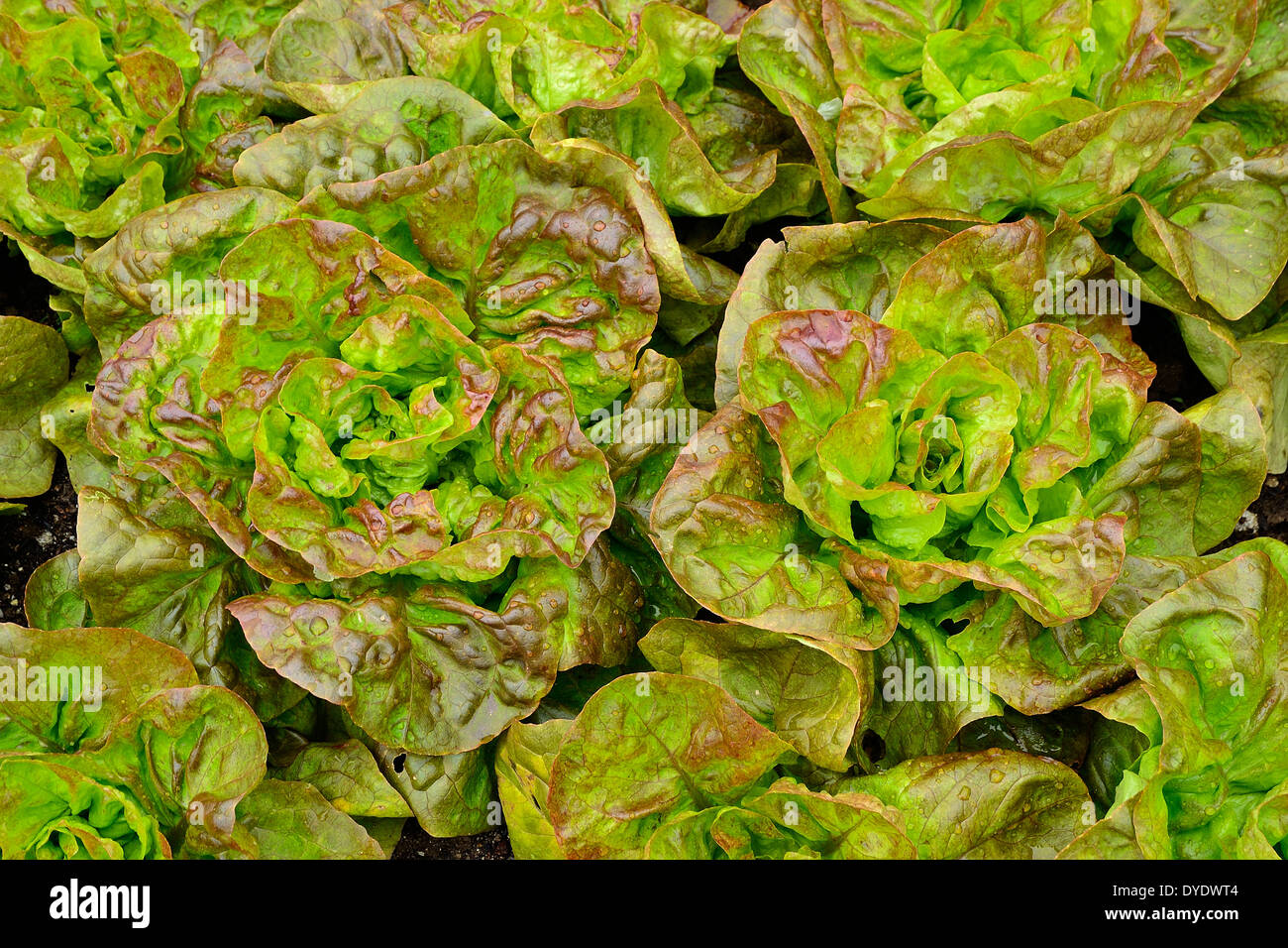 Bed of lettuce (Lactuca sativa) batavia 'Rouge Grenobloise' in a ...