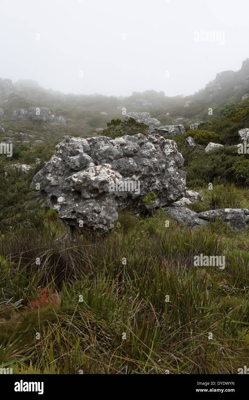 Rock formations on Table Mountain, Cape Town, South Africa Stock Photo ...
