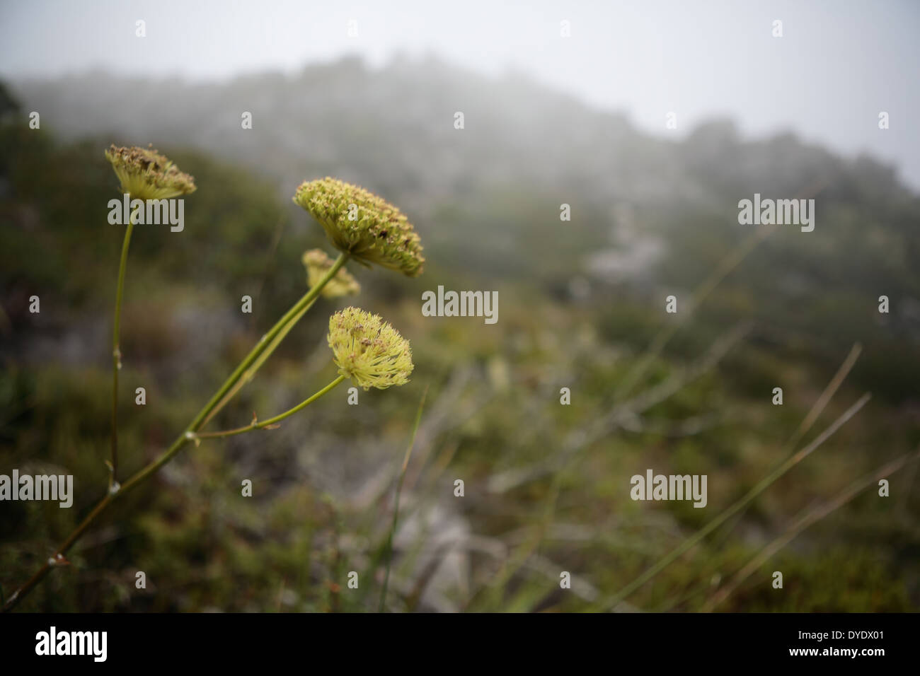 Fynbos Table Mountain High Resolution Stock Photography and Images - Alamy