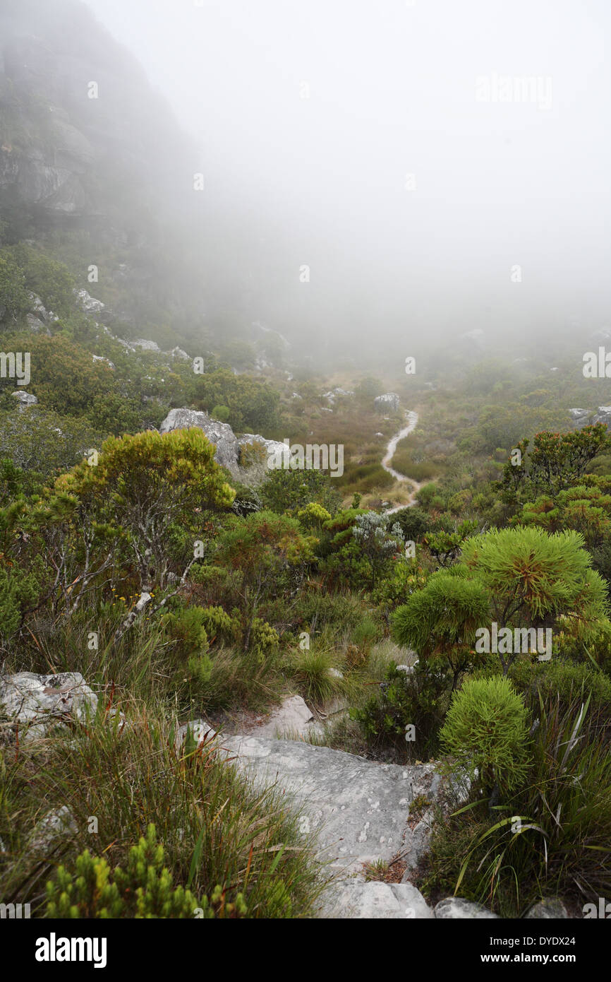 Sculpted rock formations on a hiking trail on Table Mountain Stock ...