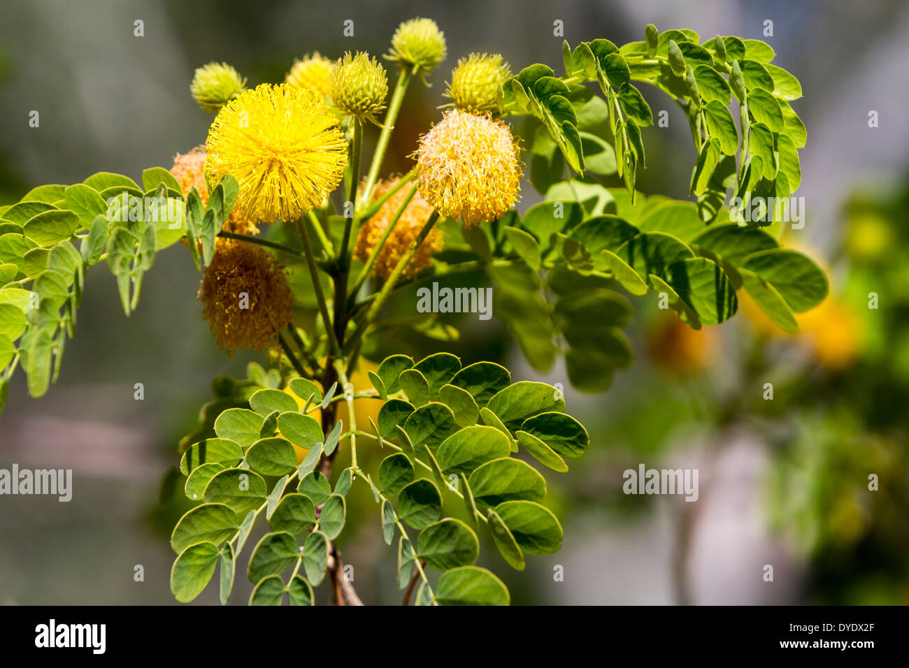 Goldenball lead tree hi-res stock photography and images - Alamy