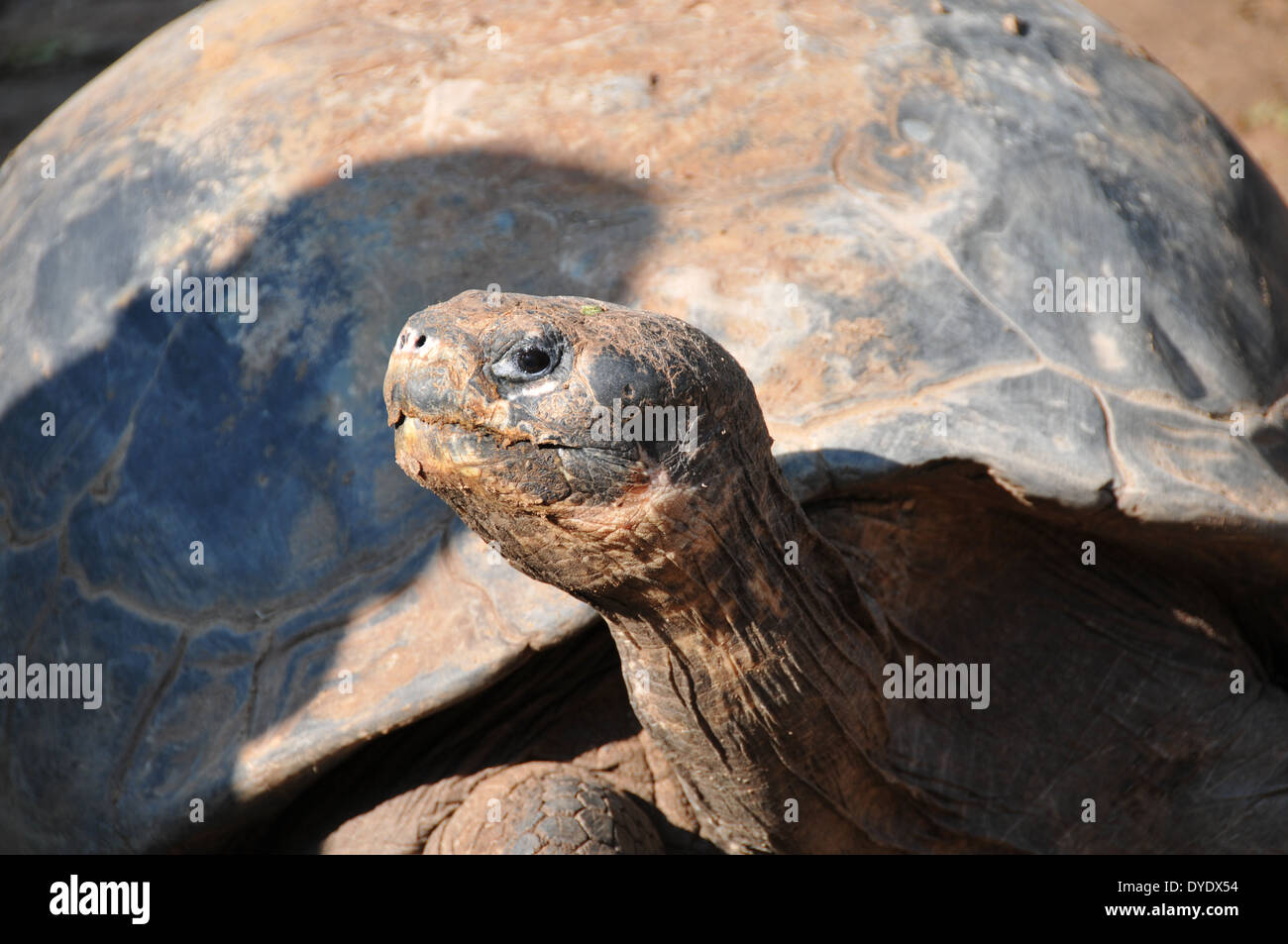 Old turtle hi-res stock photography and images - Alamy