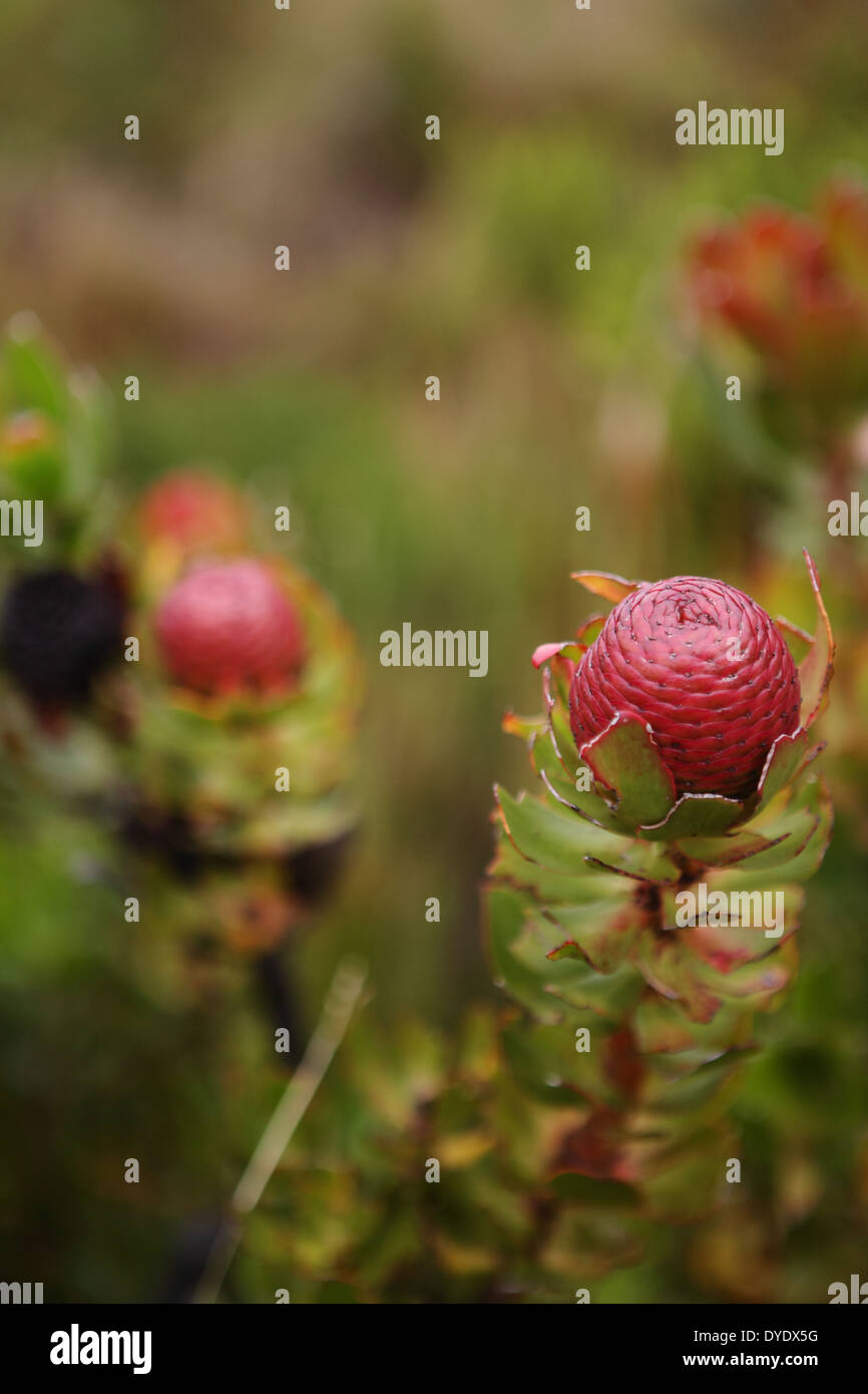 Fynbos flower and table mountain hi-res stock photography and images ...