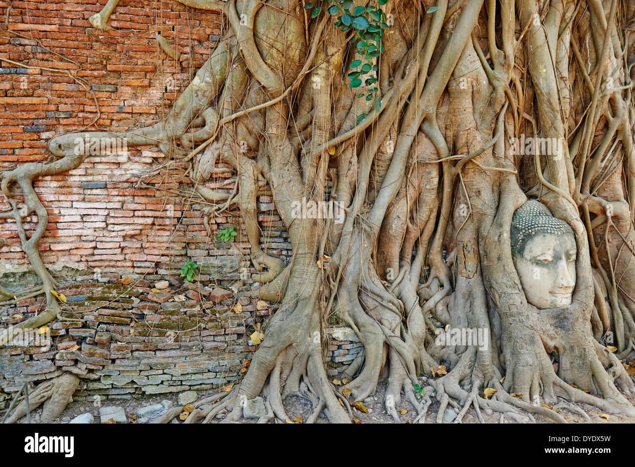 Thailand, Ayutthaya, Ayutthaya Historical Park, Wat Mahatat, stone ...