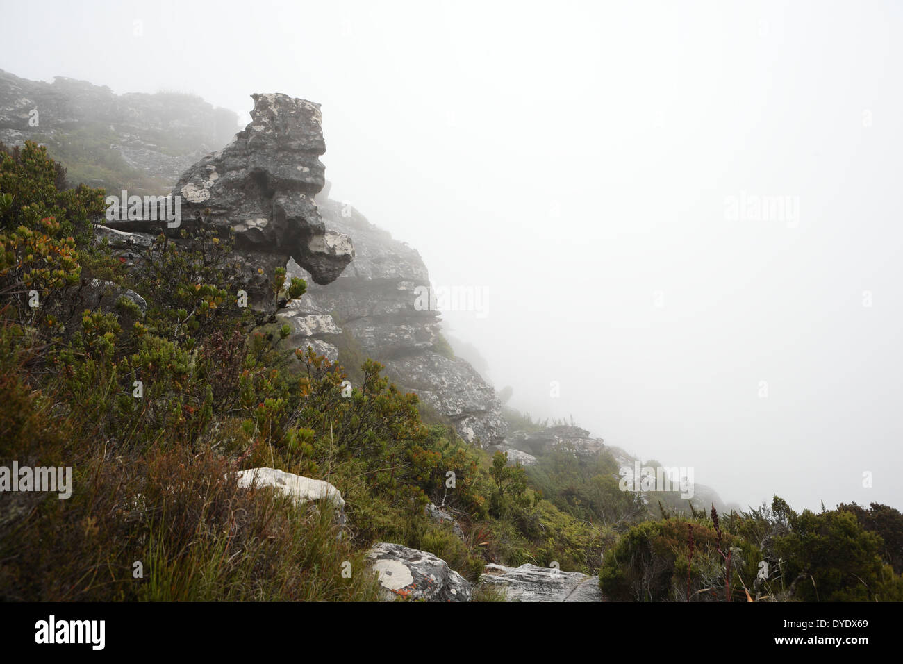 Rock formations on Table Mountain, Cape Town, South Africa Stock Photo ...