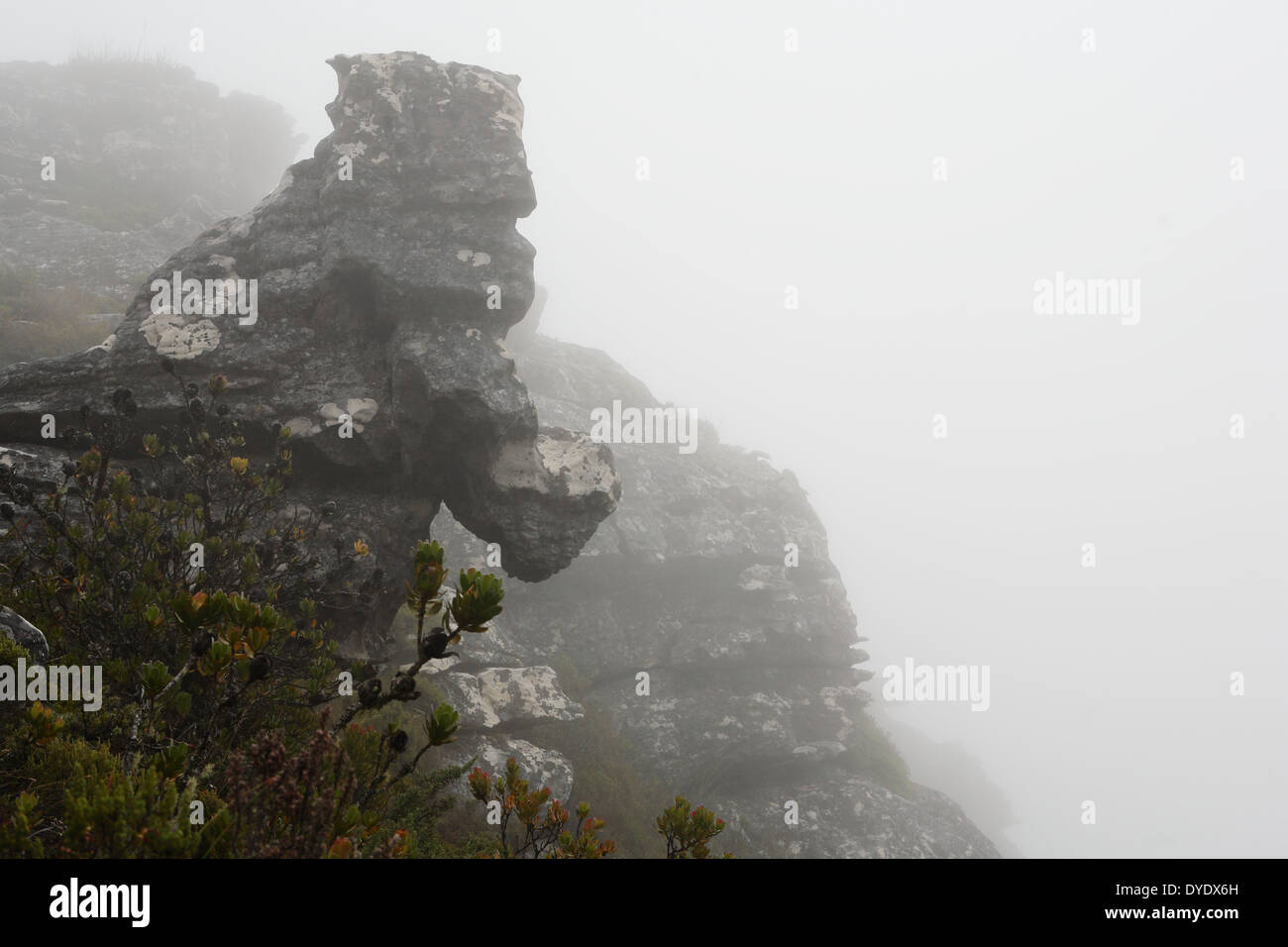 Rock formations on Table Mountain, Cape Town, South Africa Stock Photo ...
