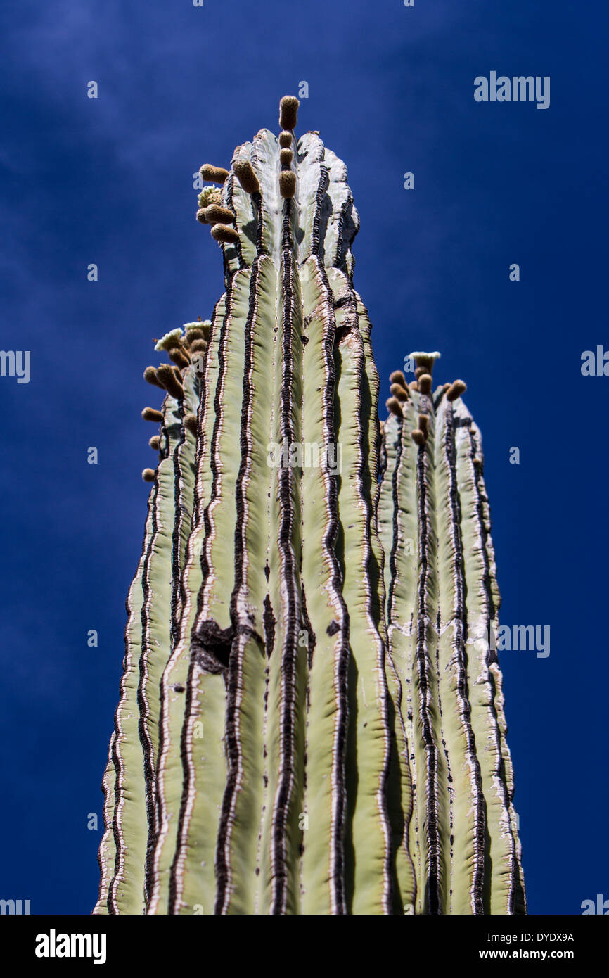 Cardon Cactus, Desert Botanical Gardens, Phoenix, Arizona, USA Stock ...
