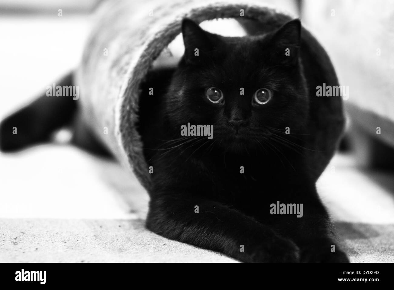 black cat relaxing Stock Photo - Alamy